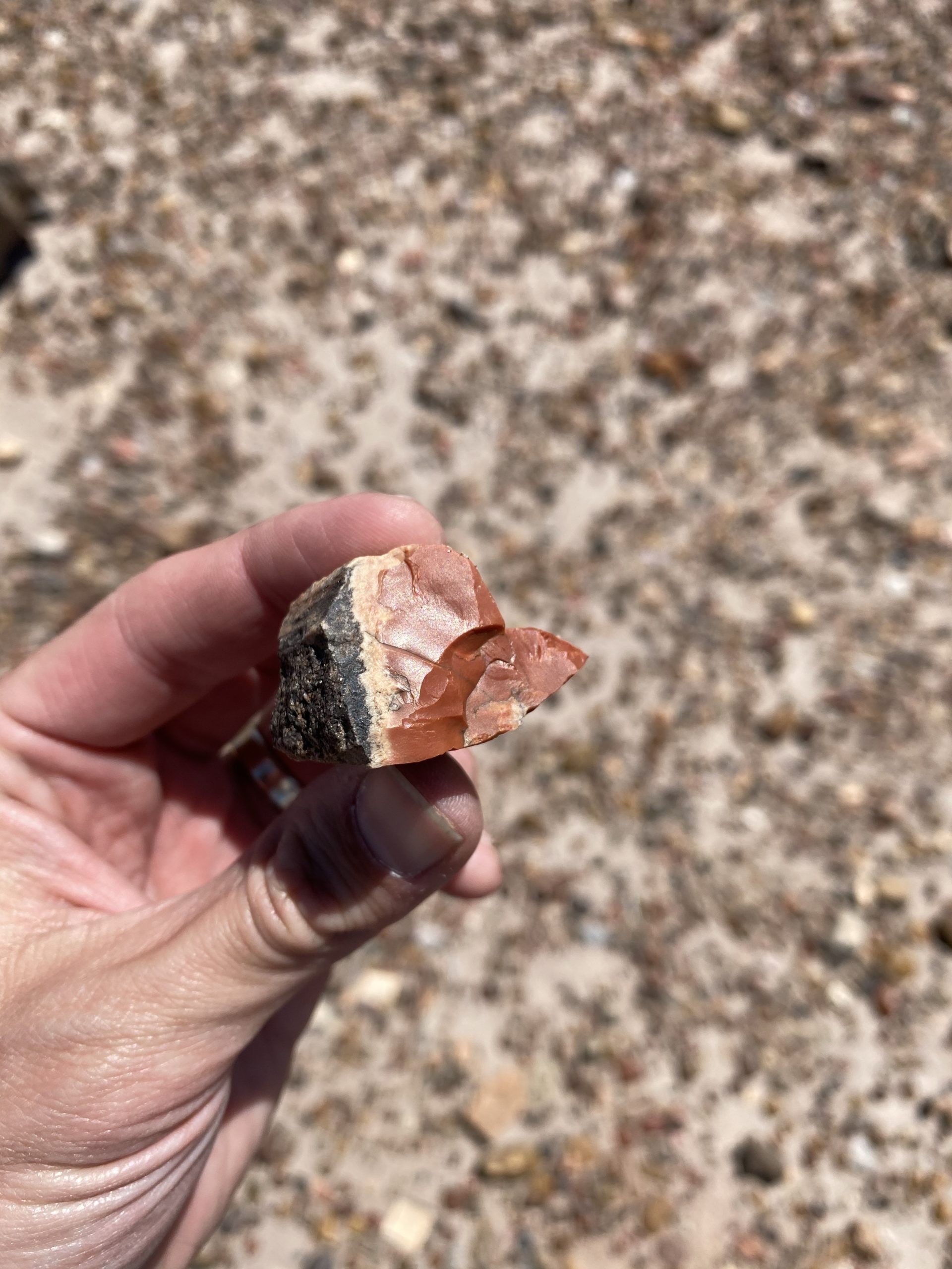 Petrified Forest National Park, The Painted Desert, and Blue Mesa ...